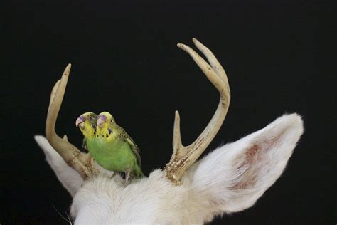 How To Bring Back The Dead Animals Science Friday