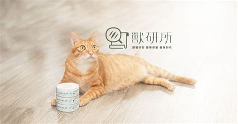 獸研所 Vet Institute 品牌故事｜獸醫師做的貓罐頭