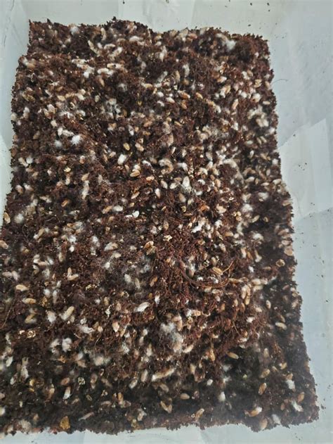 1st Time Tub Grow Rshroomery