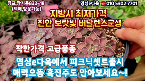 명심e다육 여름맞이 고급종중품 피크닉셋트 신상까망 흑진주 불꽃물듬지방시입고그외 이너미스 스프레드마리아 리치아이금등succulents Plant 多肉植物 Youtube