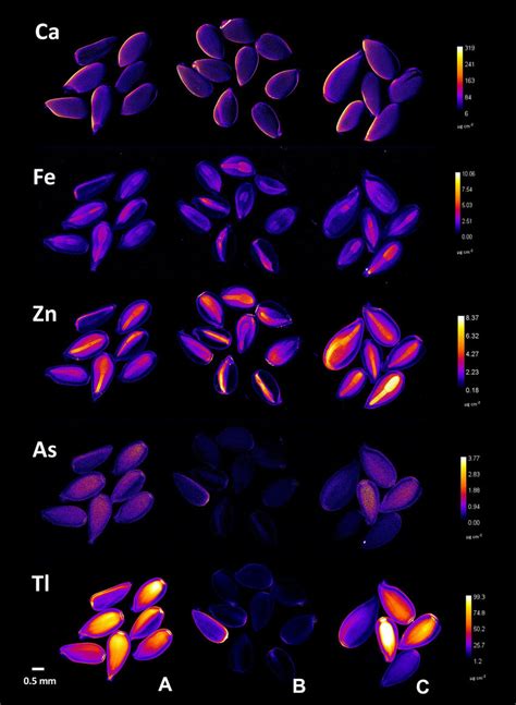 Synchrotron μxrf Elemental Maps Showing The Distributions Of Ca Fe Download Scientific