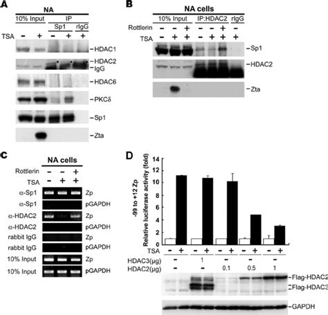 Interaction Of Sp1 With Hdac2 During Tsa Treatment A Effect Of Tsa