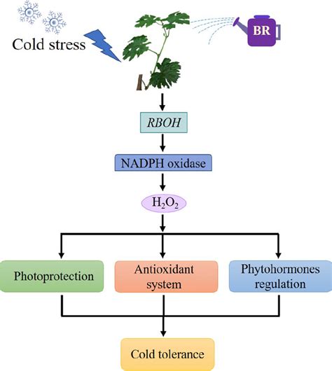Proposed Model For Br Induced Cold Resistance Download Scientific Diagram