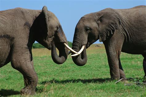 2k Quad Hd African Bush Elephants — Tusked Encounter 3072x2048