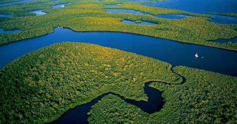 Estos Son Lo Bosques Más Grandes Del Mundo