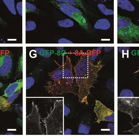 Fig S4 Subcellular Localization Of Lrrc8 Proteins A Plasma