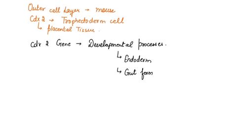 Solved The Outer Cell Layer Trophectoderm And The Inner Cell Mass Compose The Blastocyst In
