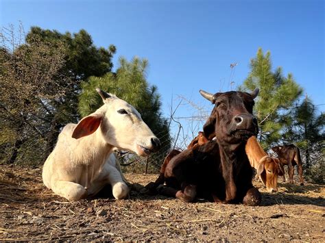 Conscious Cattle Rearing Zeme Farms