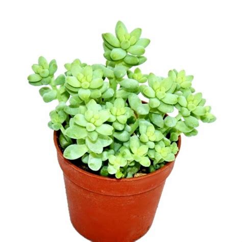Sedum Morganianum At ₹ 139 Piece In Nainital Id 2852882624473