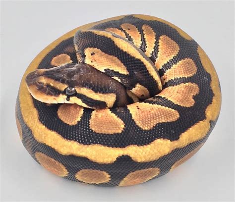 Calico Firefly Ball Python