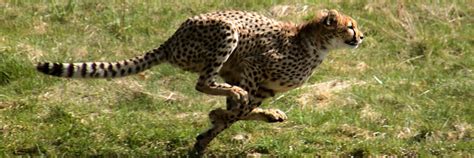 Projects African Robotics Unit