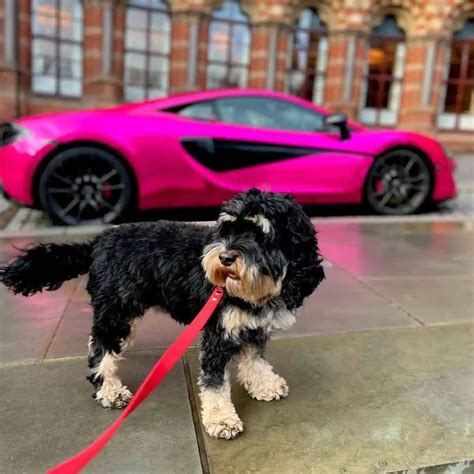 Toy Cockapoo Guide With Photos Oodle Life