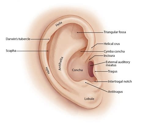 Mcq On Human Ear Class 11 For Neet Biologysir