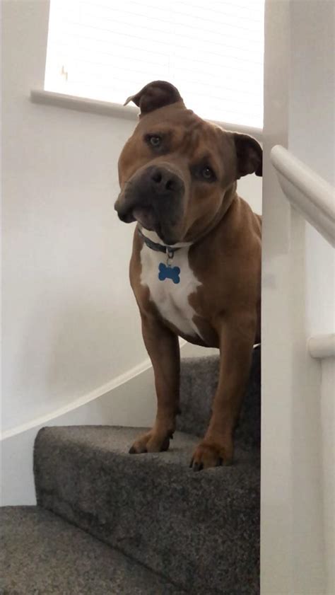 Flappy Ears R Americanbully