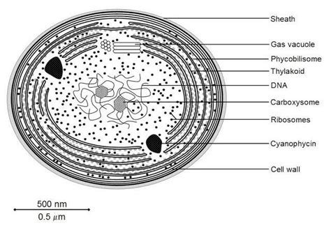 Cyanobacteria Occurrence Morphology Structure Reproduction