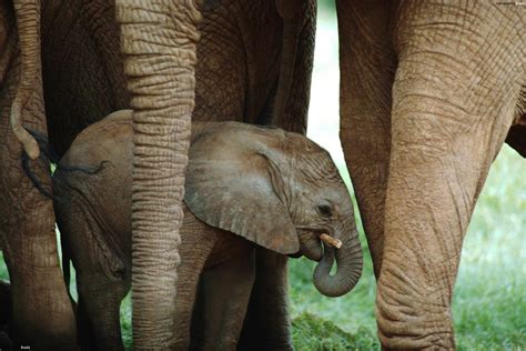 🔥 90 Cute Elephant Wallpapers Wallpapersafari