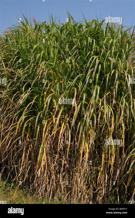 Chinese Silver Grass Tiger Grass Miscanthus X Giganteus After The