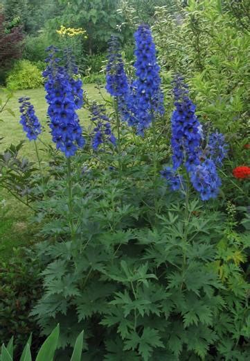 Delphinium Elatum
