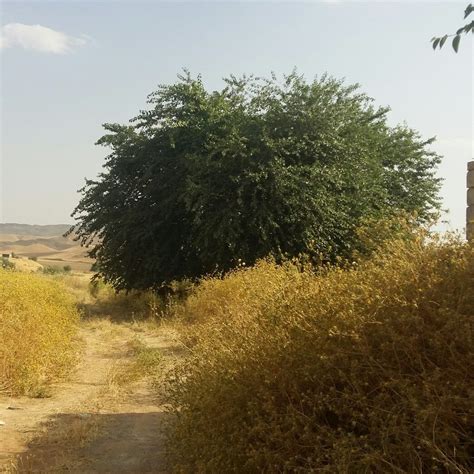 گوندی شه وگیر