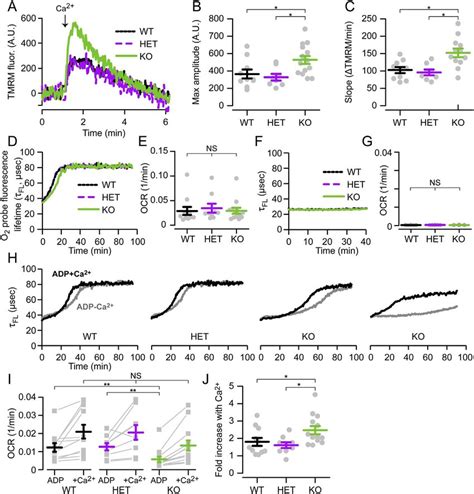 Increasing Ca 2 Boosts Mitochondrial Respiration In Tfam Ko Hearts