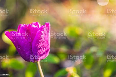 배경에 고립 된 빗방울꽃 튤립의 매크로 보기 화려한 봄 자연 배경 0명에 대한 스톡 사진 및 기타 이미지 0명 감정 계절