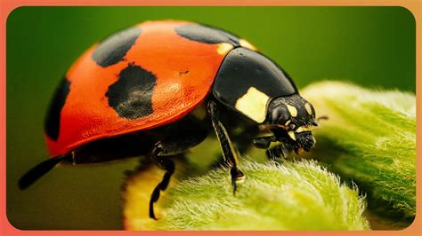 Can Ladybug Dna Fight Off Cancer Bugs Natures Little Superheroes