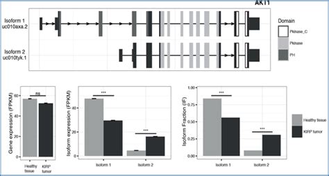 Gene Expression Should Be Analyzed On The Isoform Level Rna Seq Blog