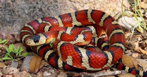 Coral Snake Vs King Snake Rhyme