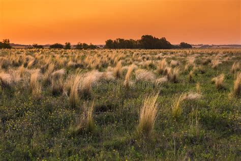 Pampas Landscape Argentina Stock Image Image Of South Atardecer