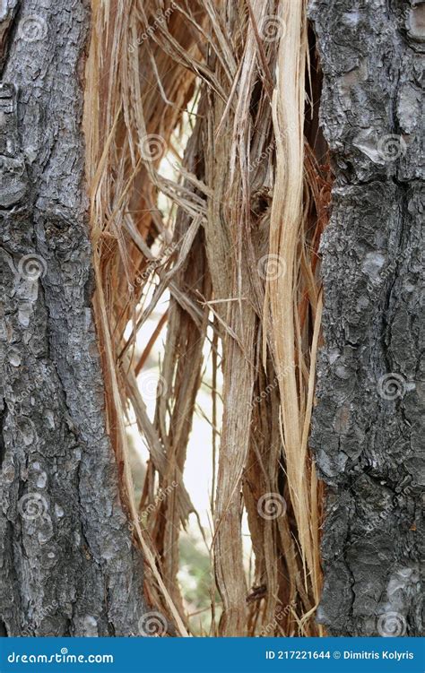Wood Splinters In Broken Tree Trunk Stock Photo Image Of Splinters Wound 217221644