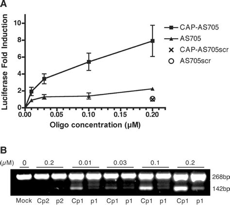 A Fold Induction Of Splice Correction 24 H After Transfection Of