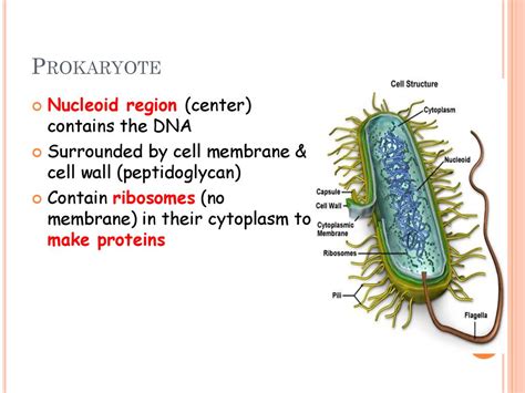 Cell Structure And Function Ppt Download