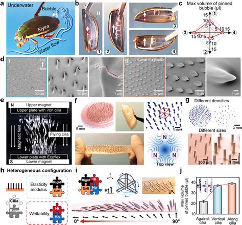 Anisotropic Transport Of Bubbles On Microcilia Arrays Of The Diving Download Scientific Diagram