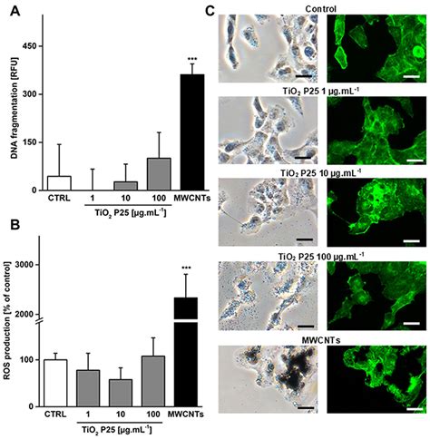 Tio2 P25 For Biological Testing In A549 Cells Ijn