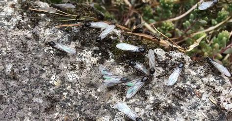 Flying Ants Swarm Through Northern Ireland After Met Office Radar Alert