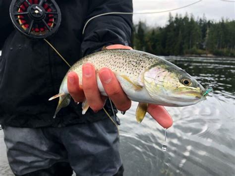 Winter Fishing For Sea Run Cutthroat Trout In Coastal Bc Island
