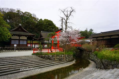 京都 下鴨神社の御手洗池 写真素材 5464073 フォトライブラリー photolibrary