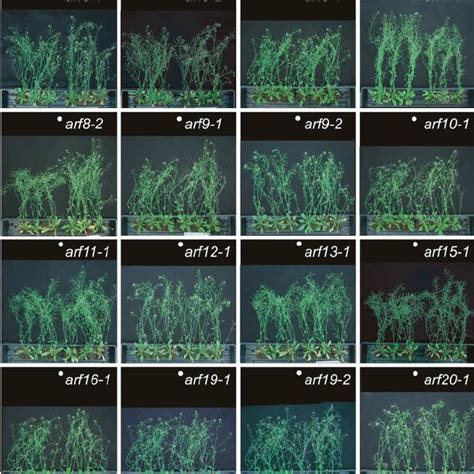 Phenotype Of Mature Mutant Plants Download Scientific Diagram