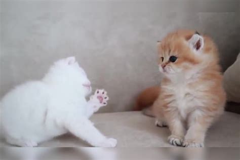 世上最凶残的猫科动物，无人幸免猫咪的迷惑行为小猫咪萌宠猫咪行为