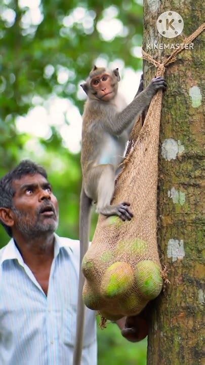 بندر کی کہانی Youtube