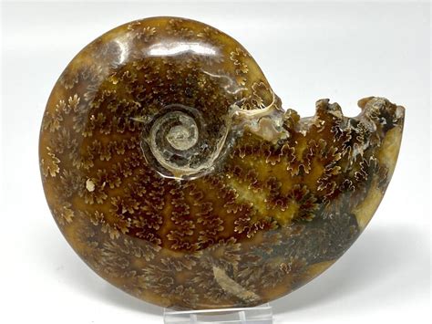 Ammonite Cleoniceras Large Ammonite Fossils For Sale Madagascan Direct