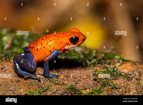 Blue Jeans Frog Or Strawberry Poison Dart Frog Dendrobates Pumilio