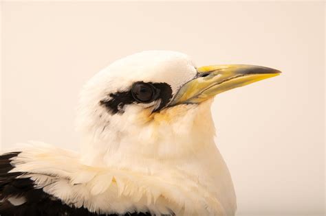 Koaekea Or White Tailed Tropicbird Phaethon Lepturus Dorotheae