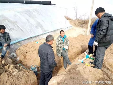 大荔農民說之冬棗種植九：溫棚當前管理細節 每日頭條