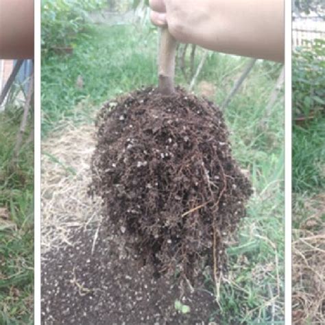 Seedling Root Collection Download Scientific Diagram