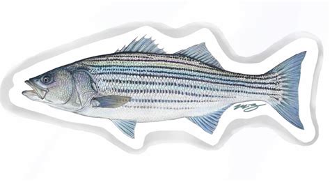 Striped Bass Sticker Etsy