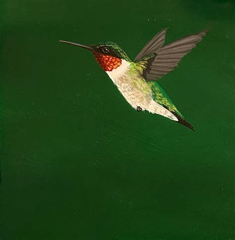 Ruby Throat In Flight Arwynn