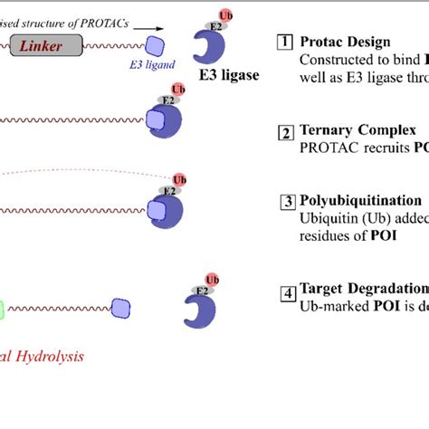 Pz15227 Abt 263 Warhead Bcl Xl That Recruits Crbn E3 Ligase