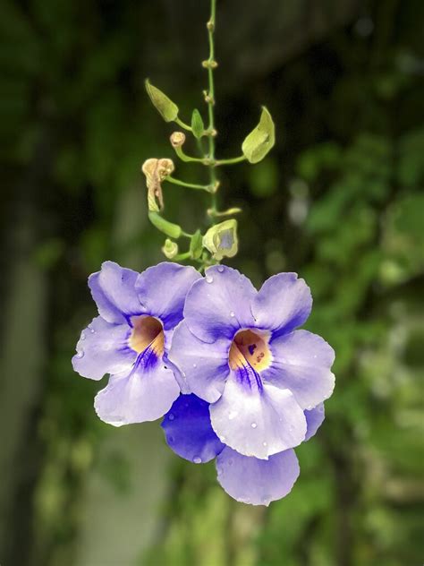 Thunbergia grandiflora, Тунбергия грандифлора, синя тунбергия. Телопеа ...