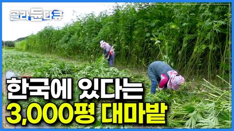 3000평 밭에 3m로 높게 자란 대마가 빽빽하게 들어서 있는 곳｜대마삼로 만드는 천연섬유 삼베｜조상의 지혜와 정성이 녹아